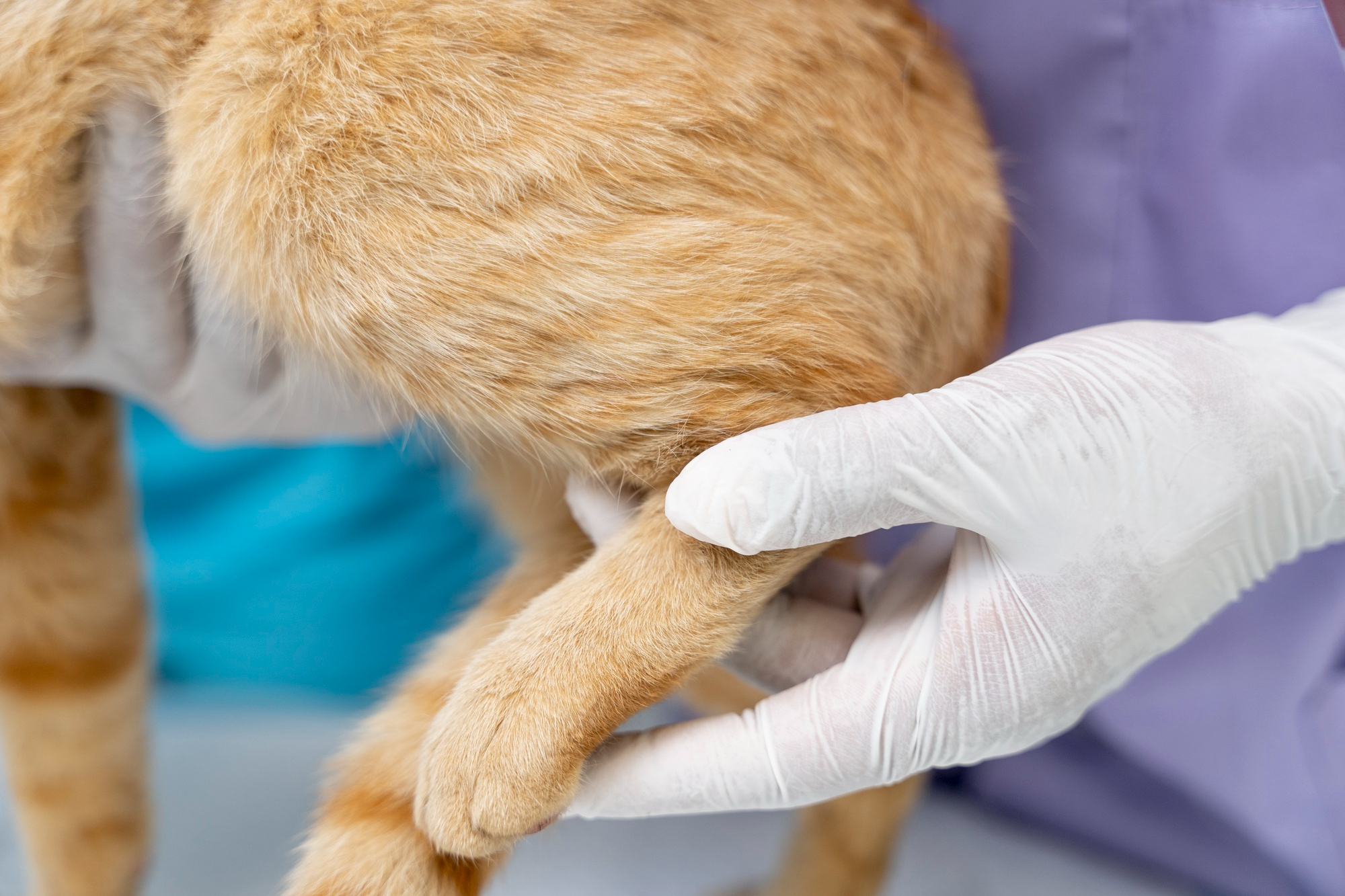 Saiba mais sobre a especialidade de Dermatologia Veterinária - CRMV-SP