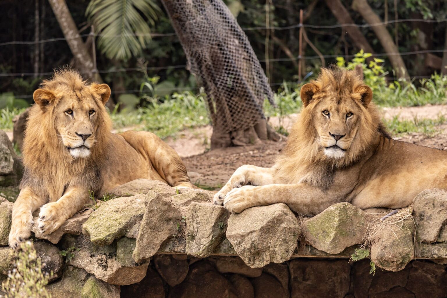Benefício exclusivo CRMV-SP: Zoo SP, Simba Safari e Jardim Botânico ...